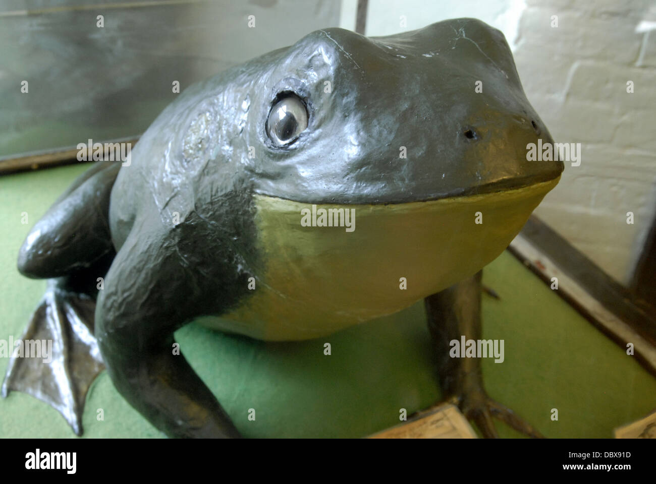Giant Frog in the Fredericton Museum, New Brunswick Stock Photo - Alamy