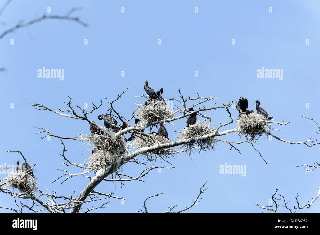 Cormorant Colony on the Curonian Split , Lithuania, Europe Stock Photo ...