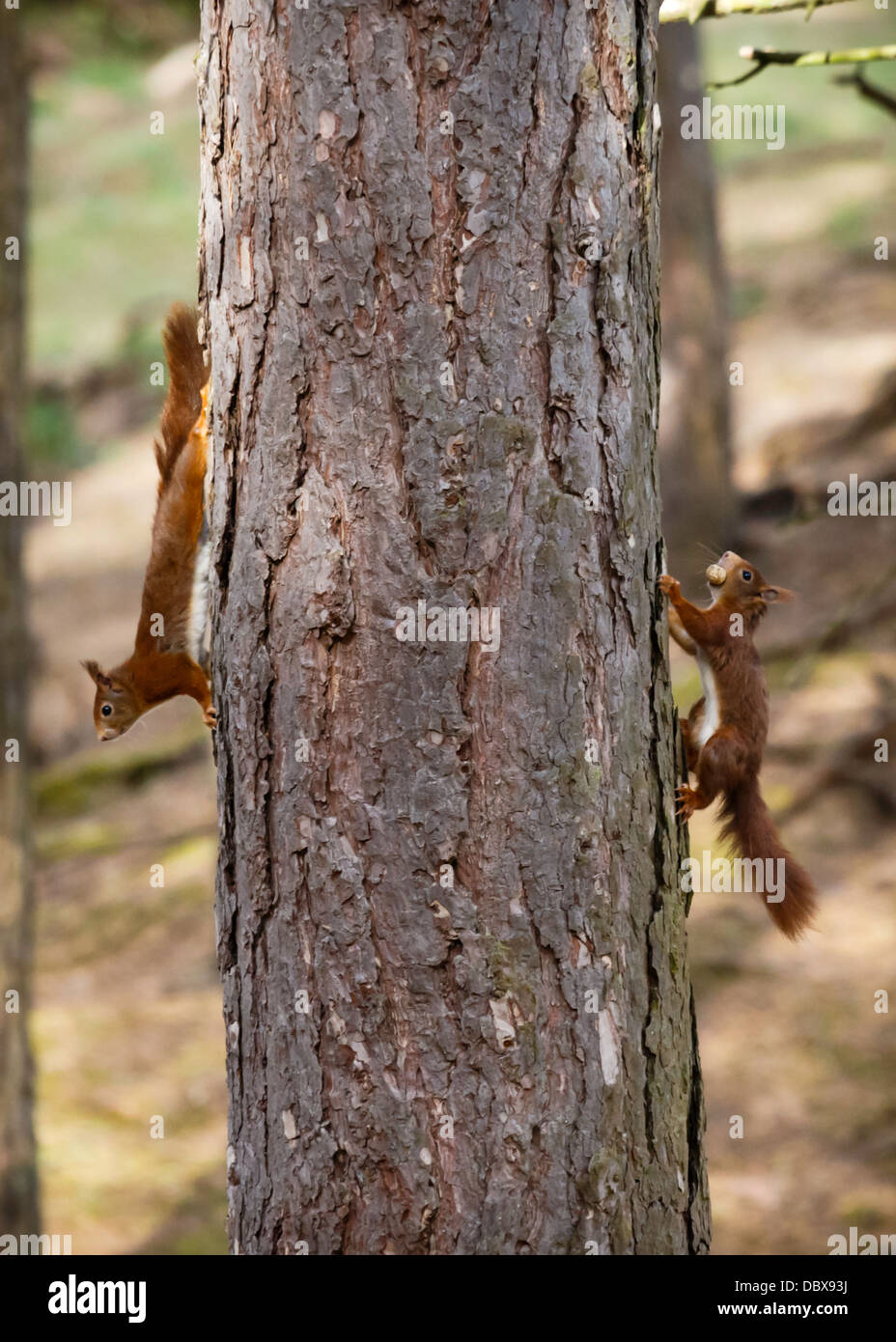 Two squirrel nuts hi-res stock photography and images - Alamy