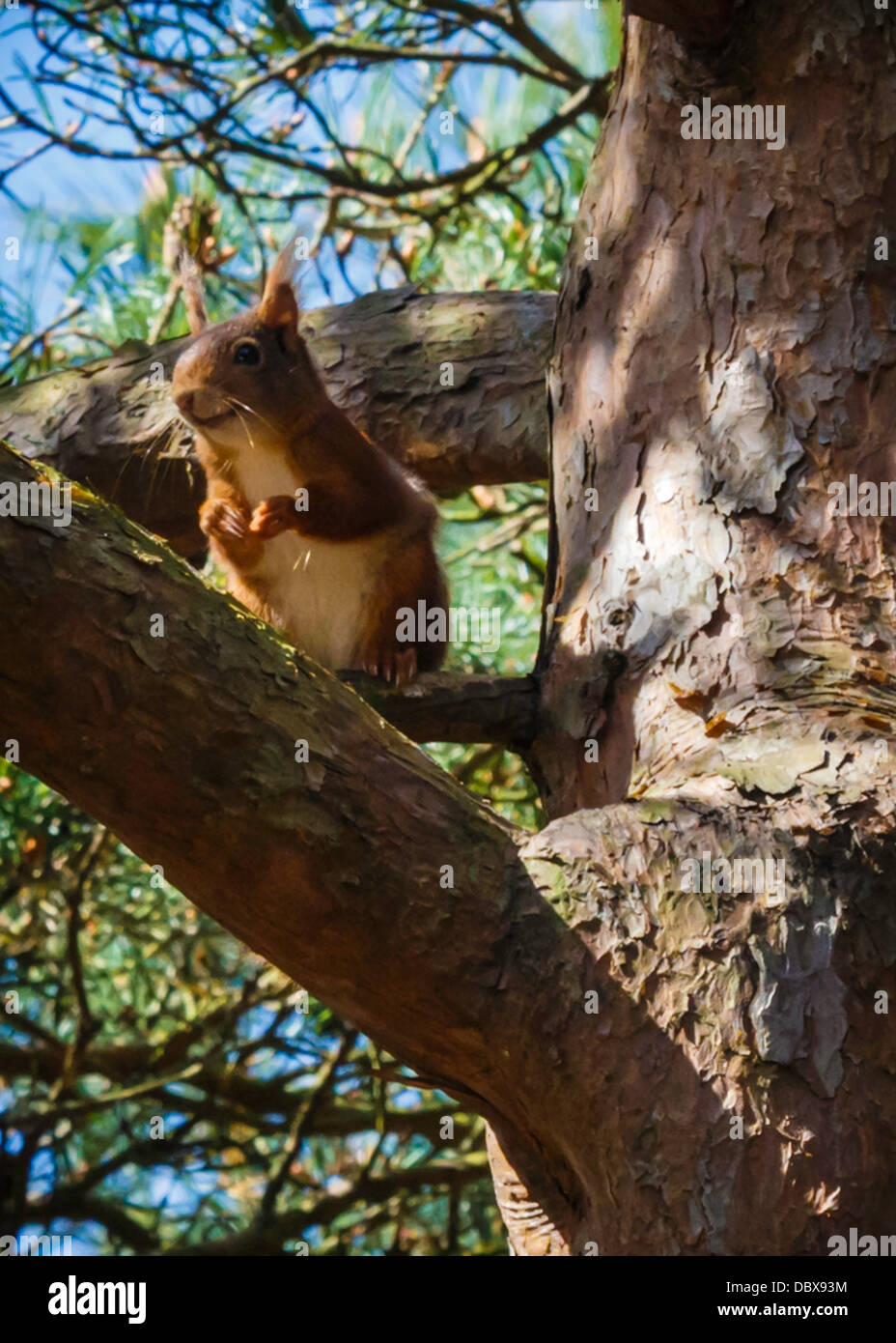 The Red Squirrel Enjoying The Sunshine Stock Photo - Alamy