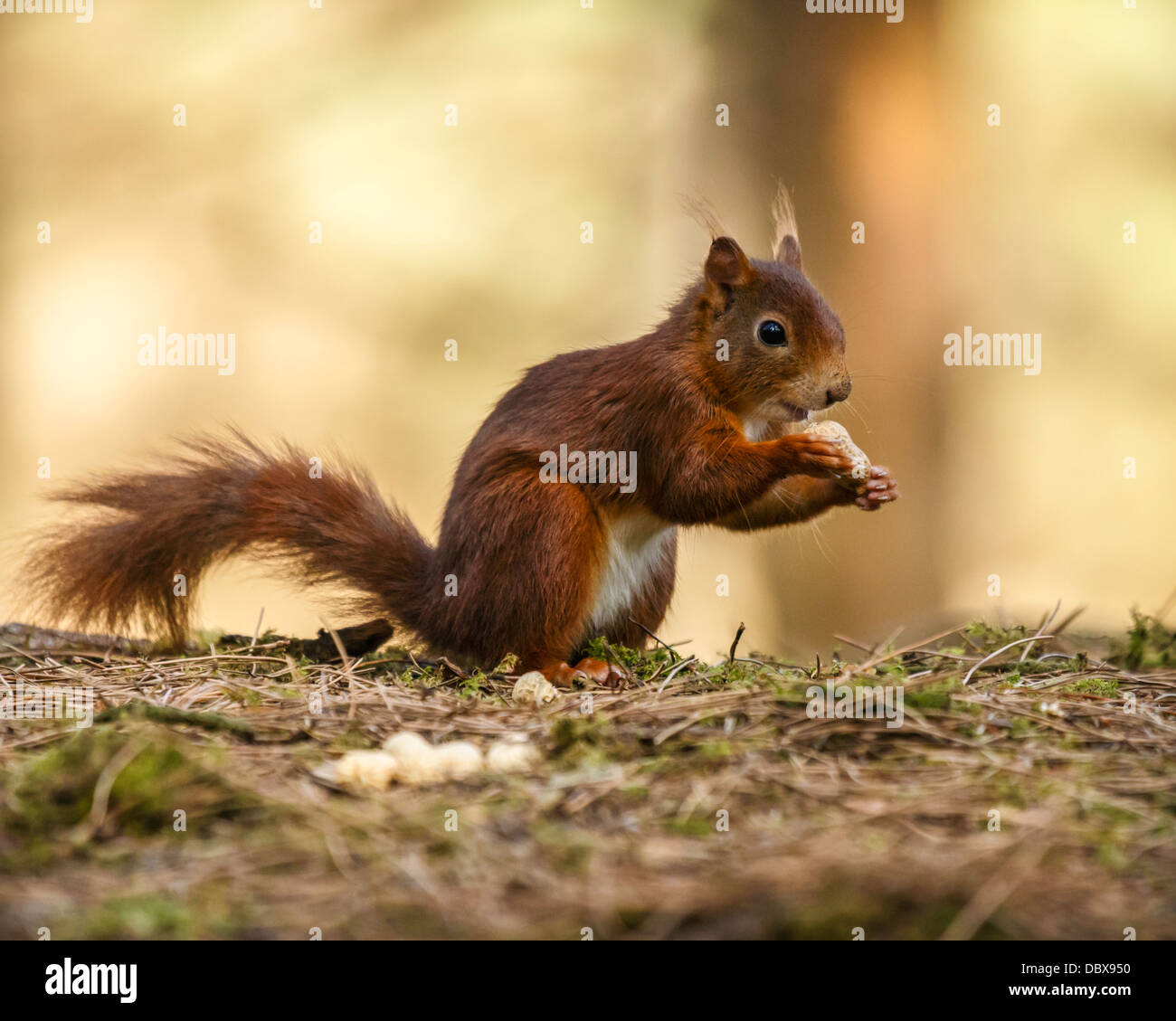 The Cute Red Squirrel Stock Photo - Alamy