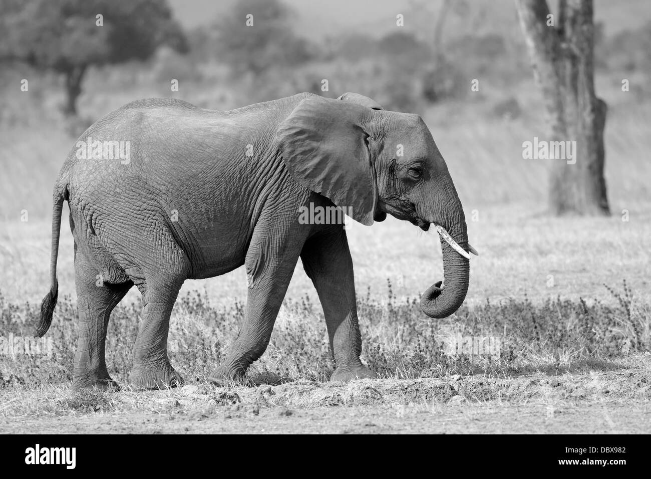 Bush elephant Black and White Stock Photos & Images - Alamy