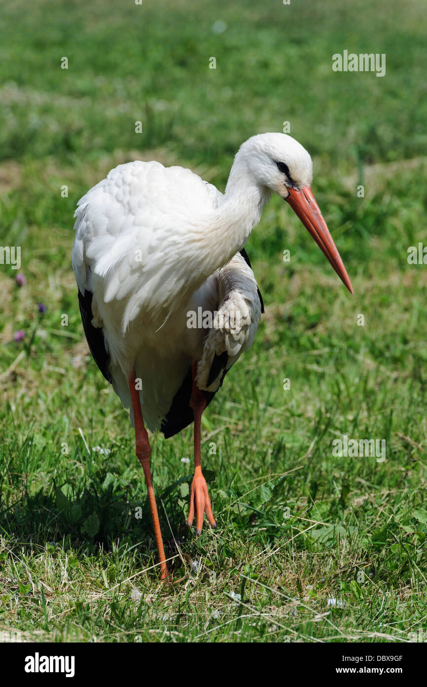 Stork in Lithuania, Europe Stock Photo - Alamy