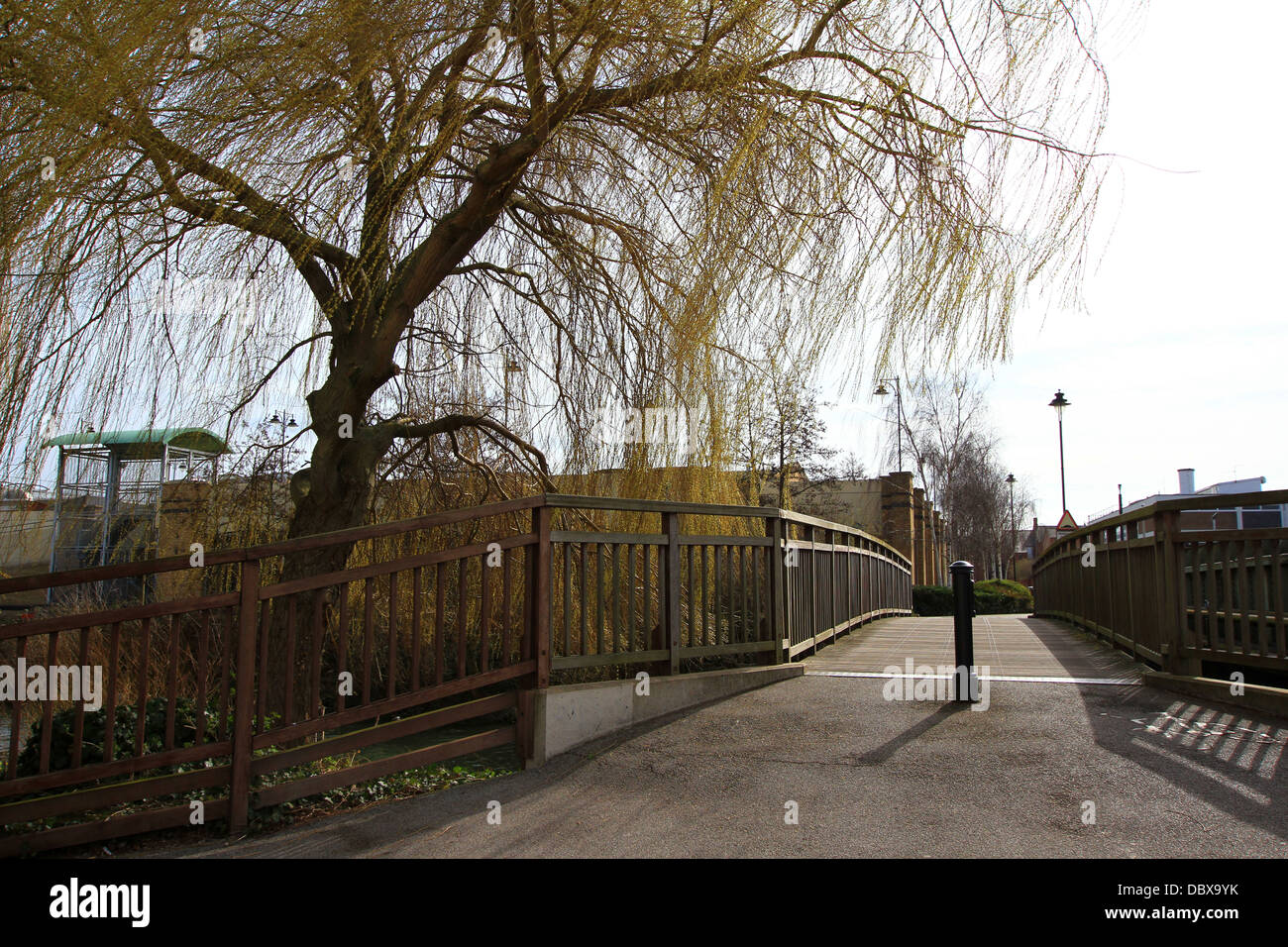 This is a large, multi-stemmed willow on the north side of the culvert ...