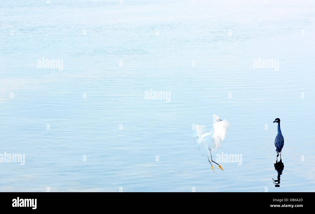 Life with birds hi-res stock photography and images - Alamy