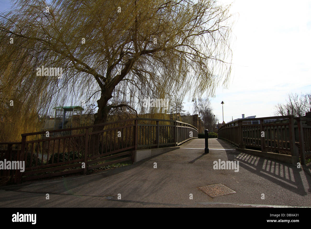 This is a large, multi-stemmed willow on the north side of the culvert ...