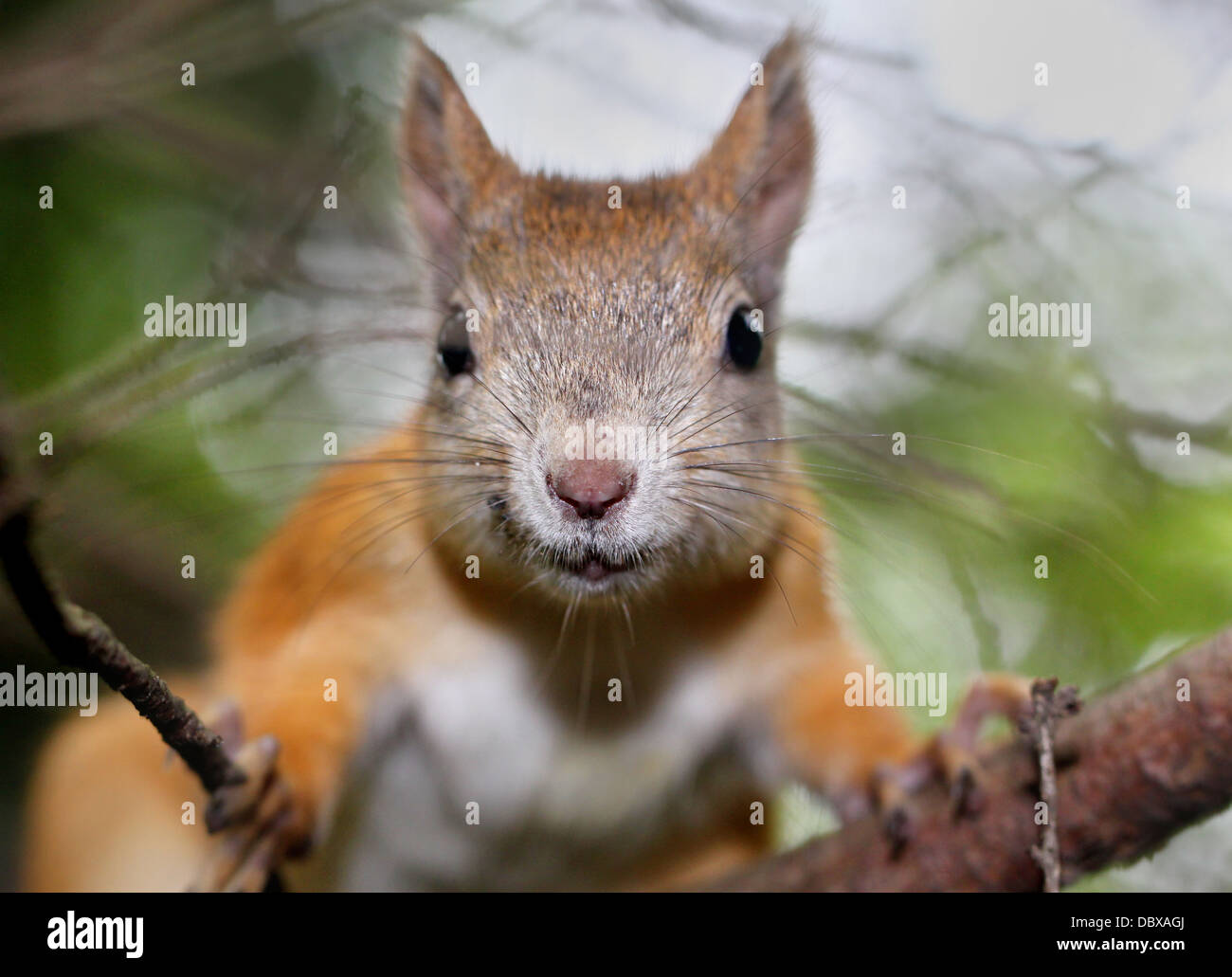 Squirrel portrait with a free space Stock Photo - Alamy
