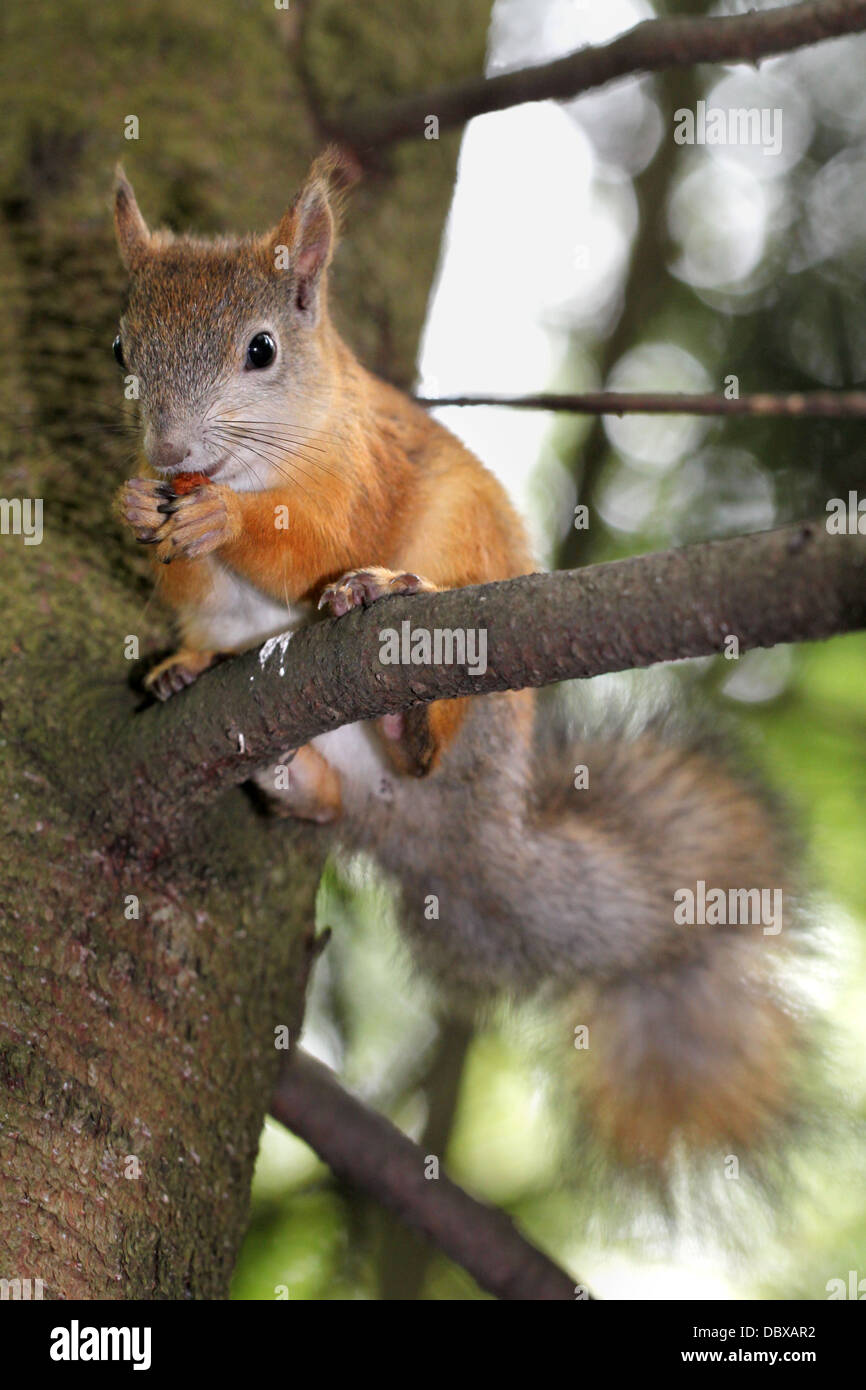 Squirrel on a tree Stock Photo - Alamy