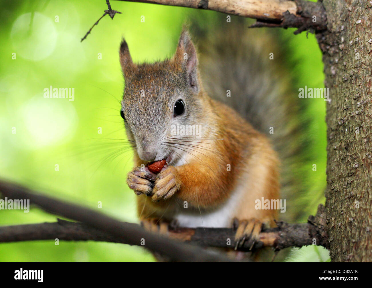 Squirrel on a tree Stock Photo - Alamy