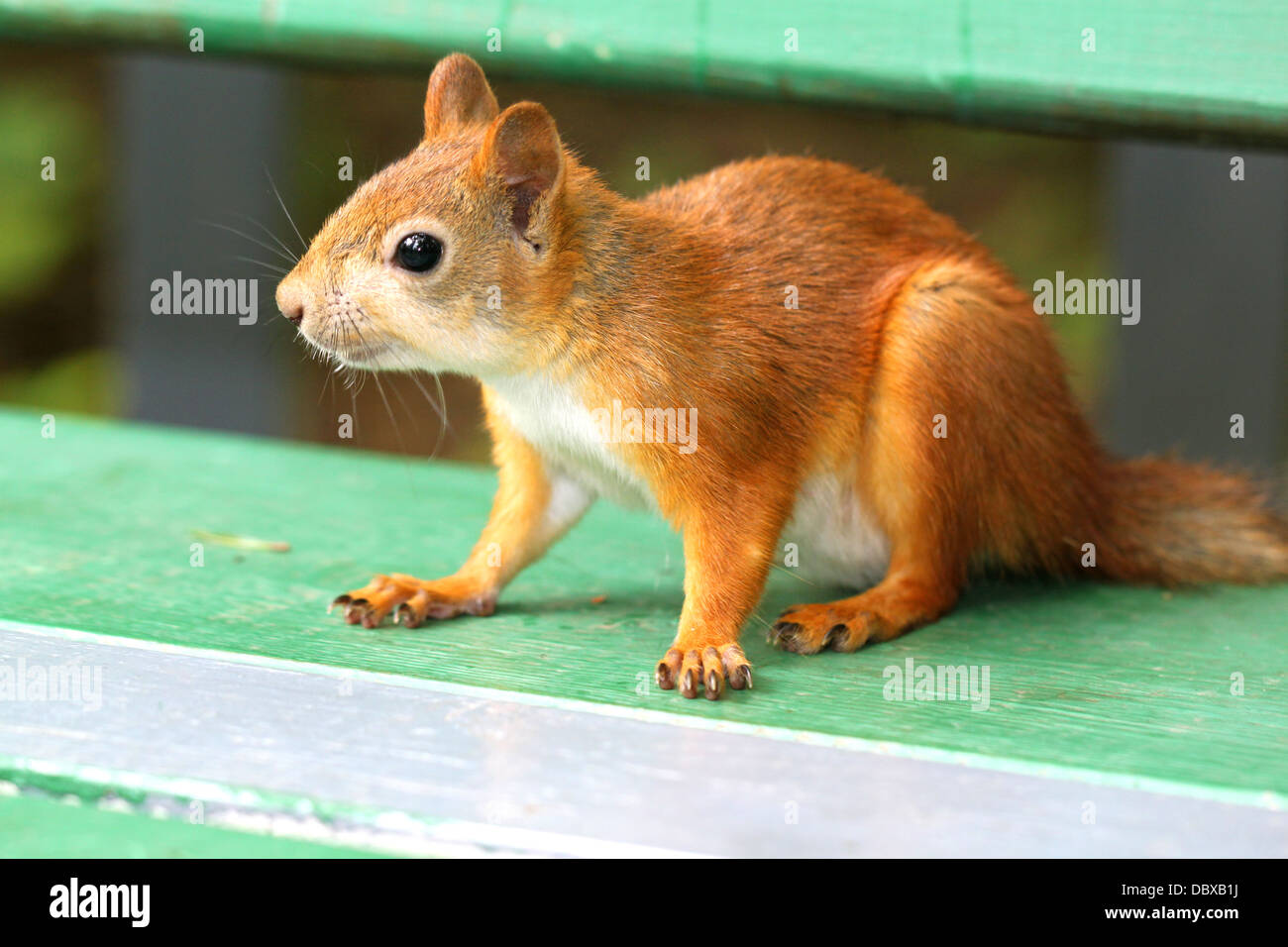 A curious squirrel Stock Photo - Alamy
