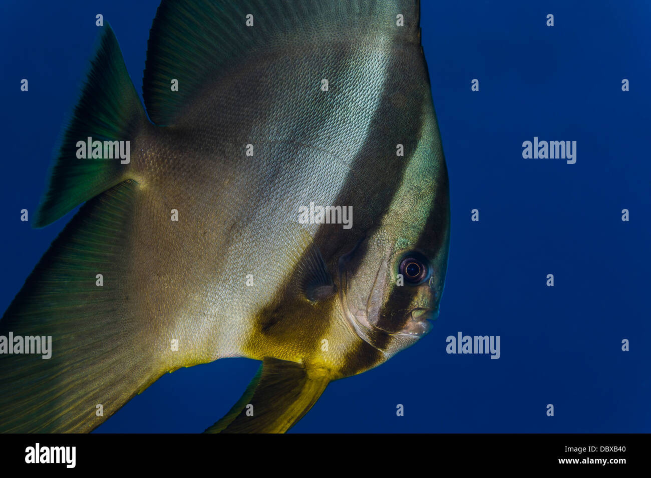 Longfin Spadefish (Platax teira Stock Photo - Alamy
