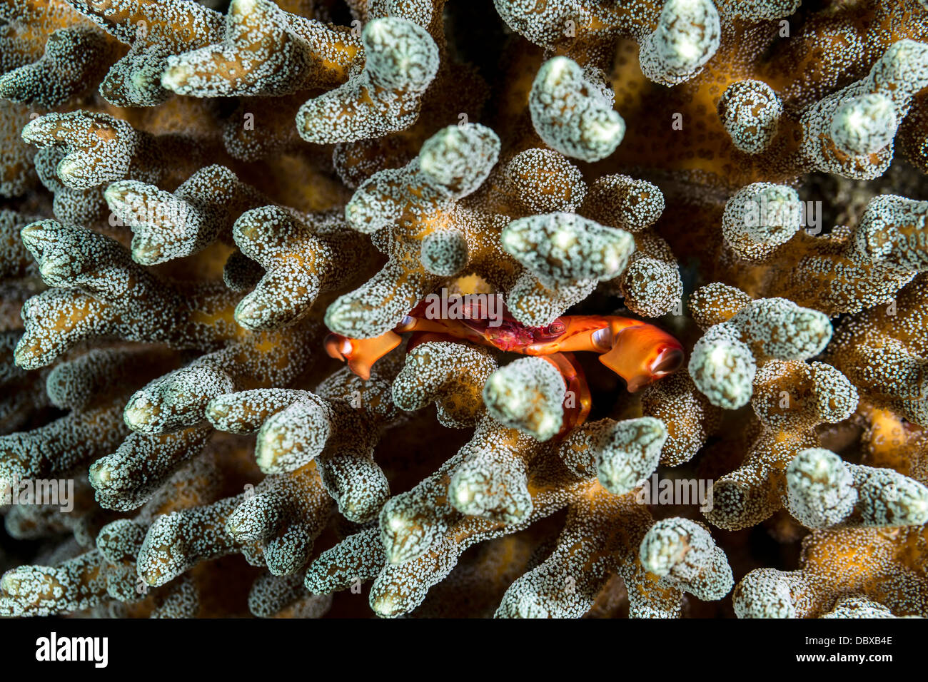 Trapezia hi-res stock photography and images - Alamy