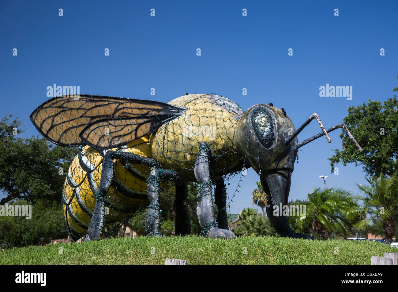 World's Largest Killer Bee Stock Photo - Alamy
