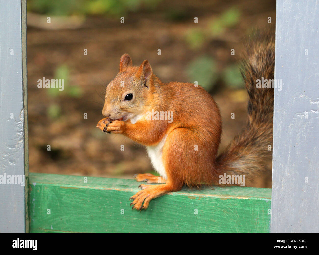 Squirrel sitting with nuts Stock Photo - Alamy