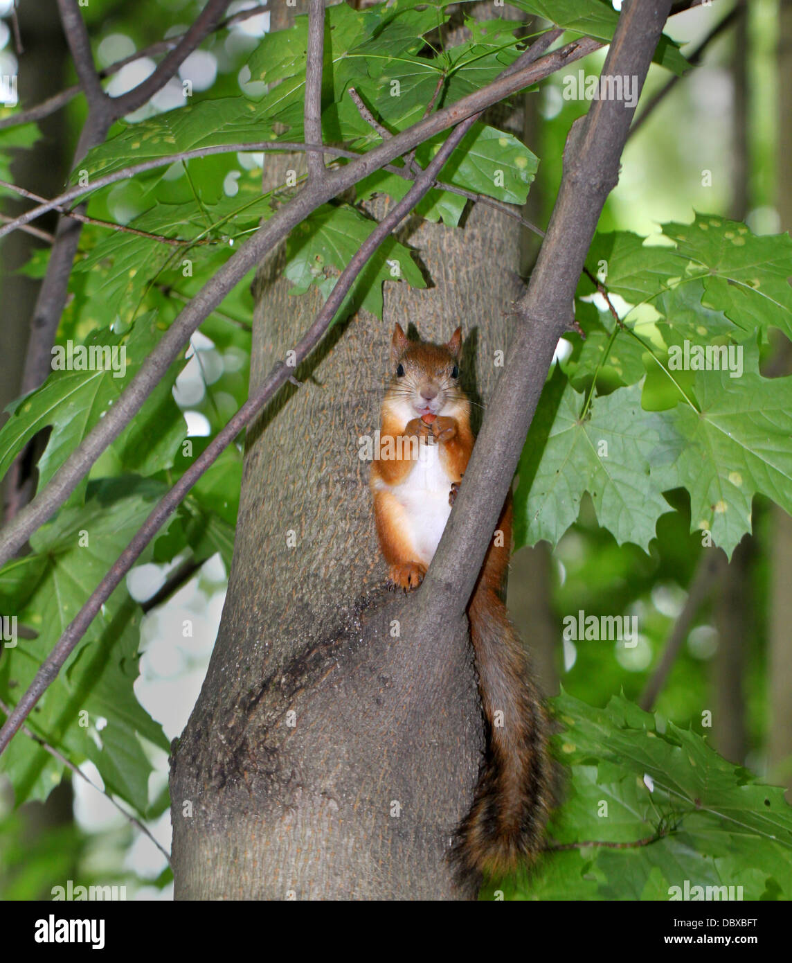 Red squirrel side view hi-res stock photography and images - Alamy
