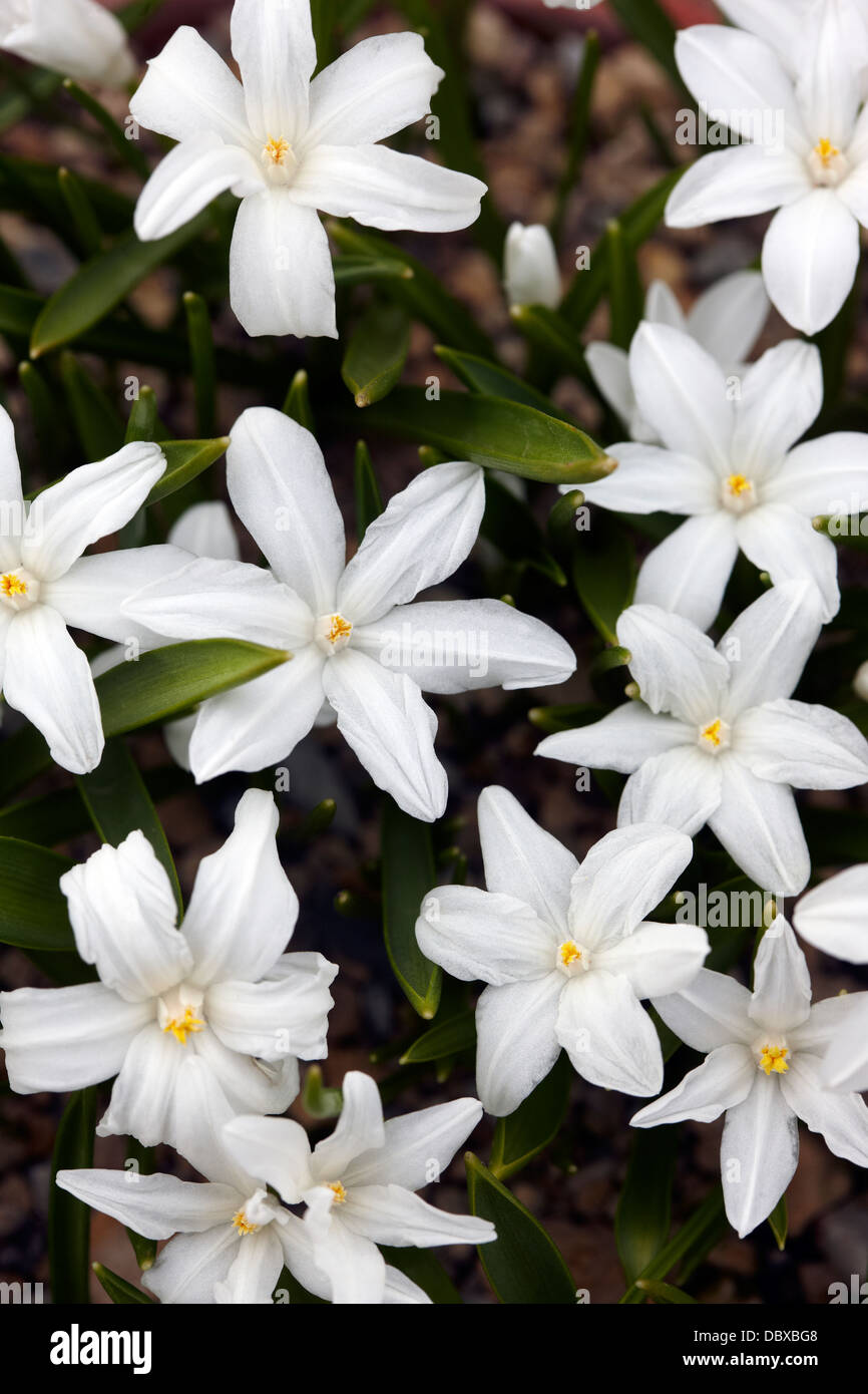 Chionodoxa luciliae 'Alba' Stock Photo - Alamy