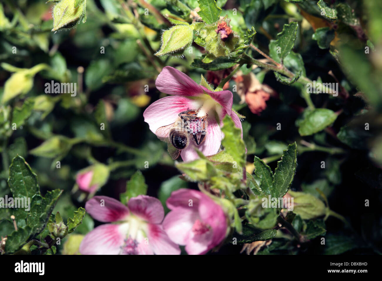 Bee - Apis mellifera- collecting pollen from African Mallow/ flower ...