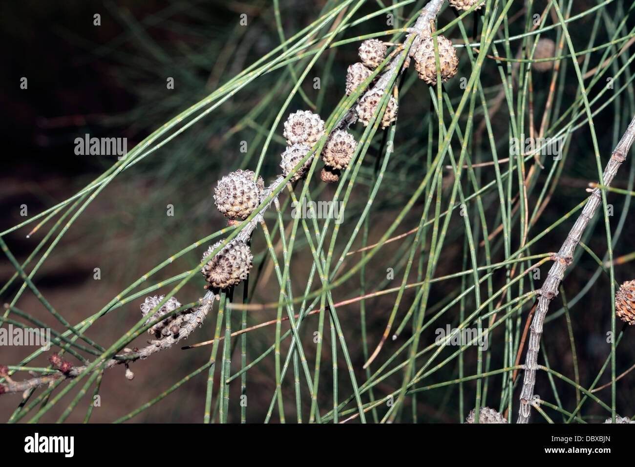 Close-up of She-oak/Sheoak fruits- Allocasuarina scleroclada [syn ...