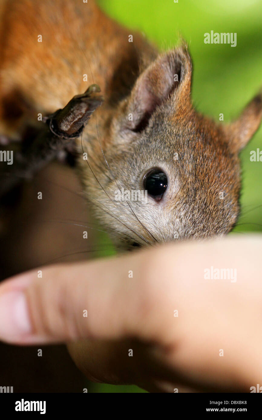 Portrait proteins hi-res stock photography and images - Alamy