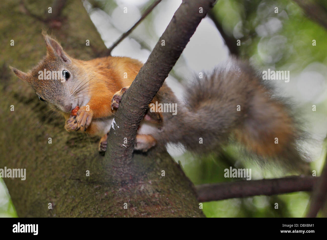 Face on view of squirrel hi-res stock photography and images - Alamy