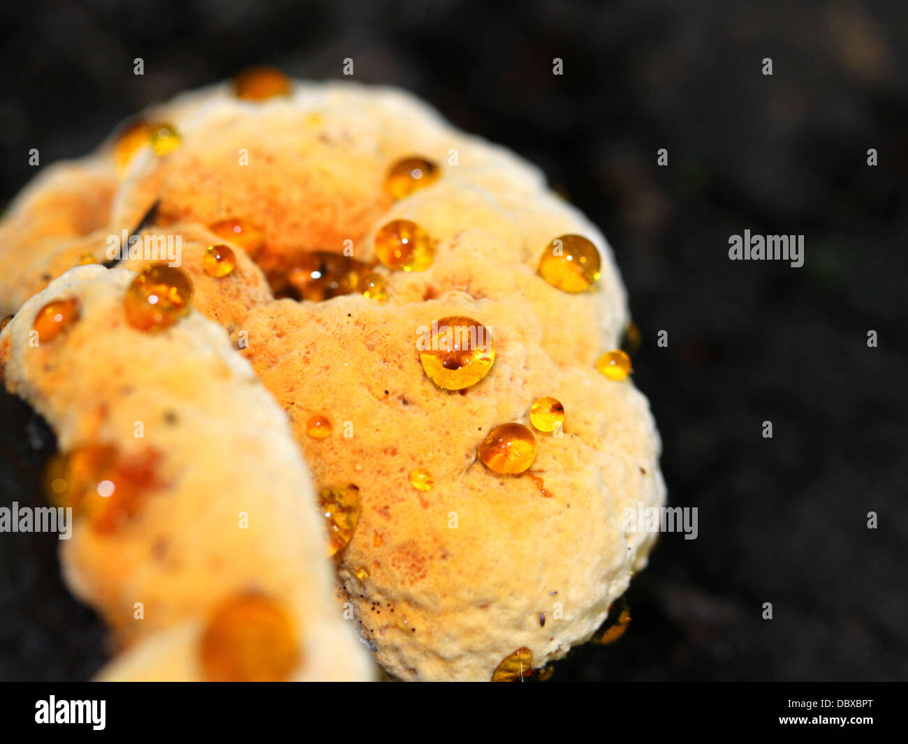 Mushroom yellow toadstool fungi hi-res stock photography and images - Alamy