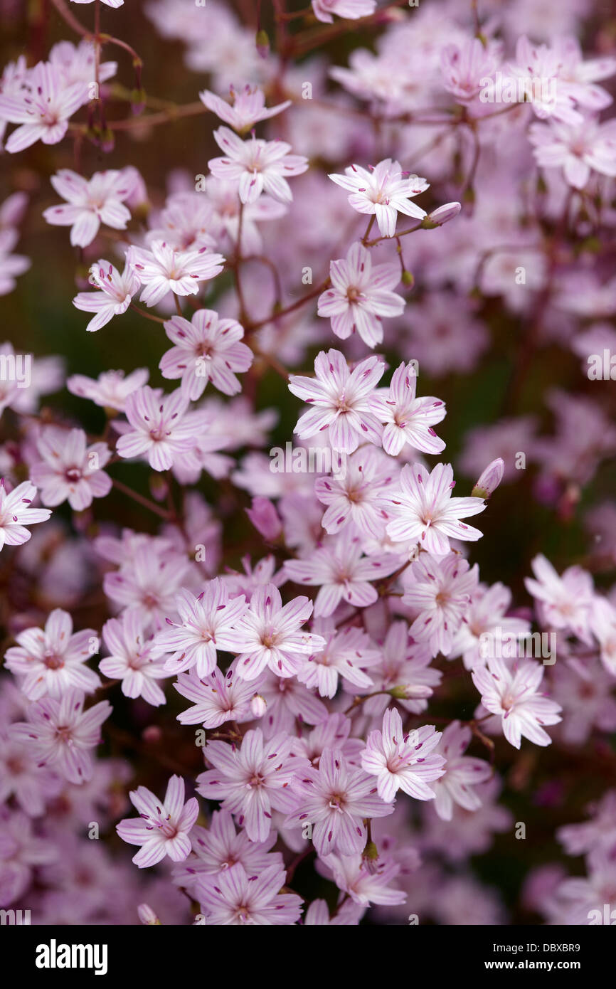 Columbia lewisia hi-res stock photography and images - Alamy