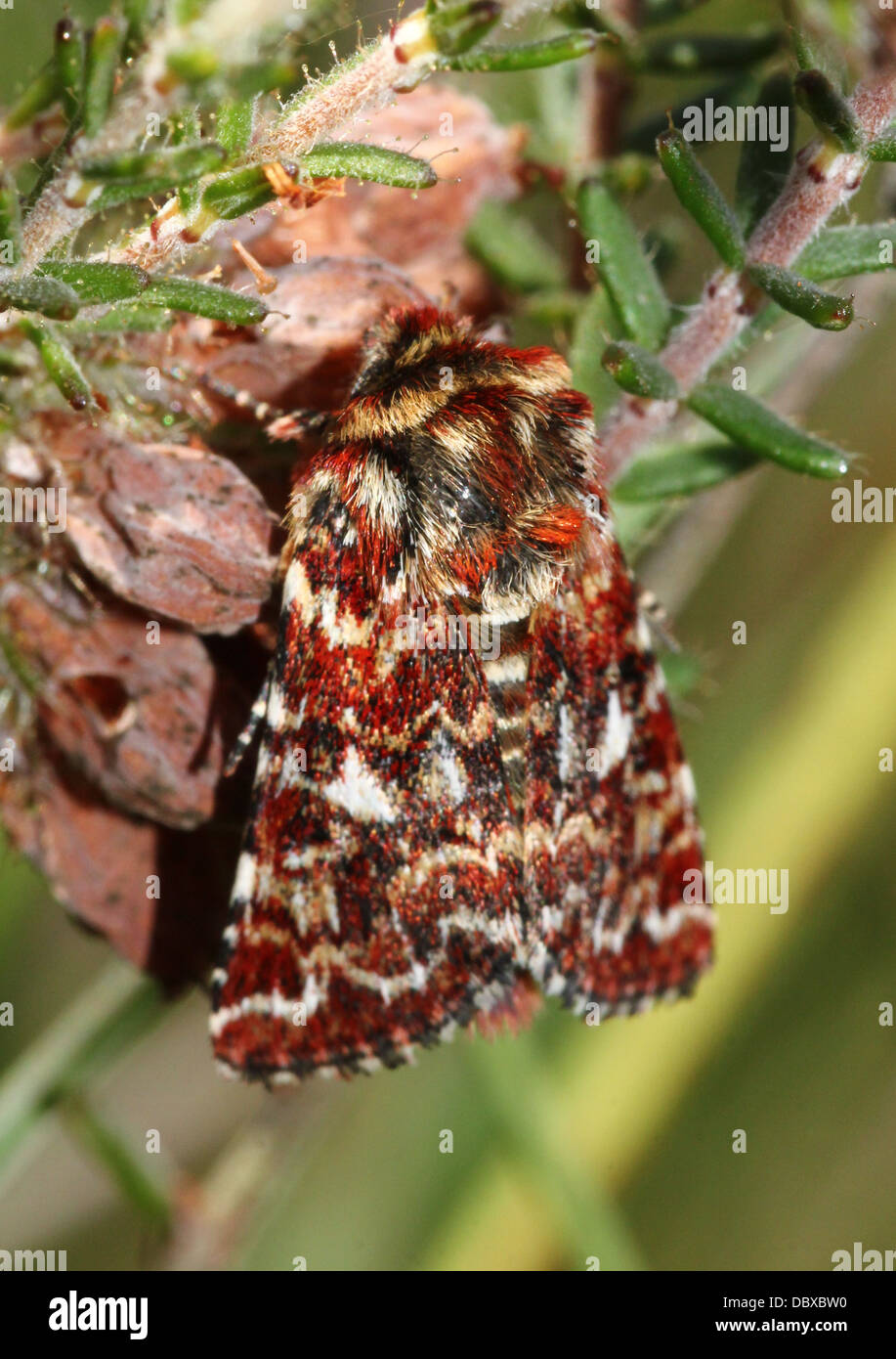Red underwing moths hi-res stock photography and images - Alamy