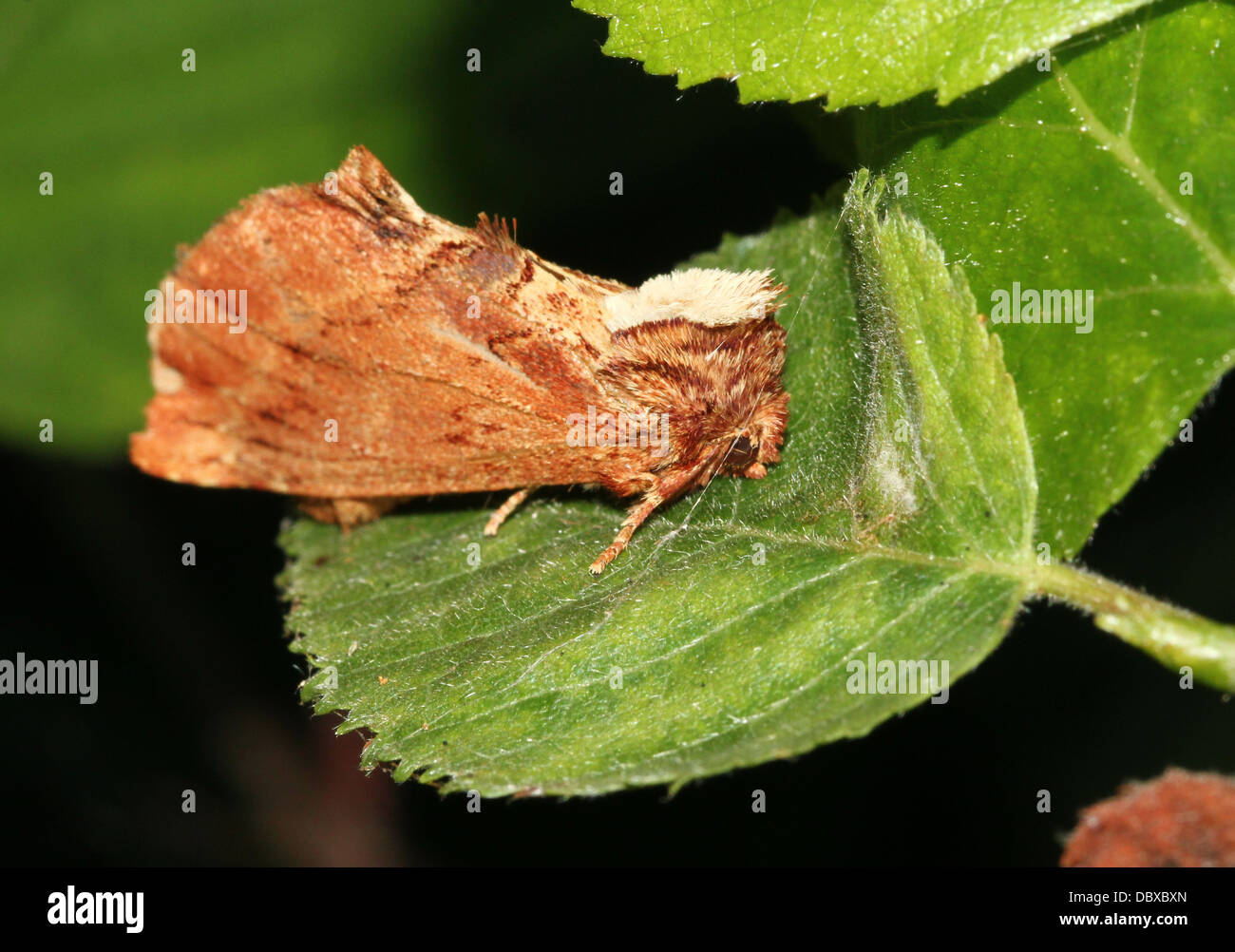 Coxcomb Prominent moth (Ptilodon capucina) posing on a leaf (9 close ...