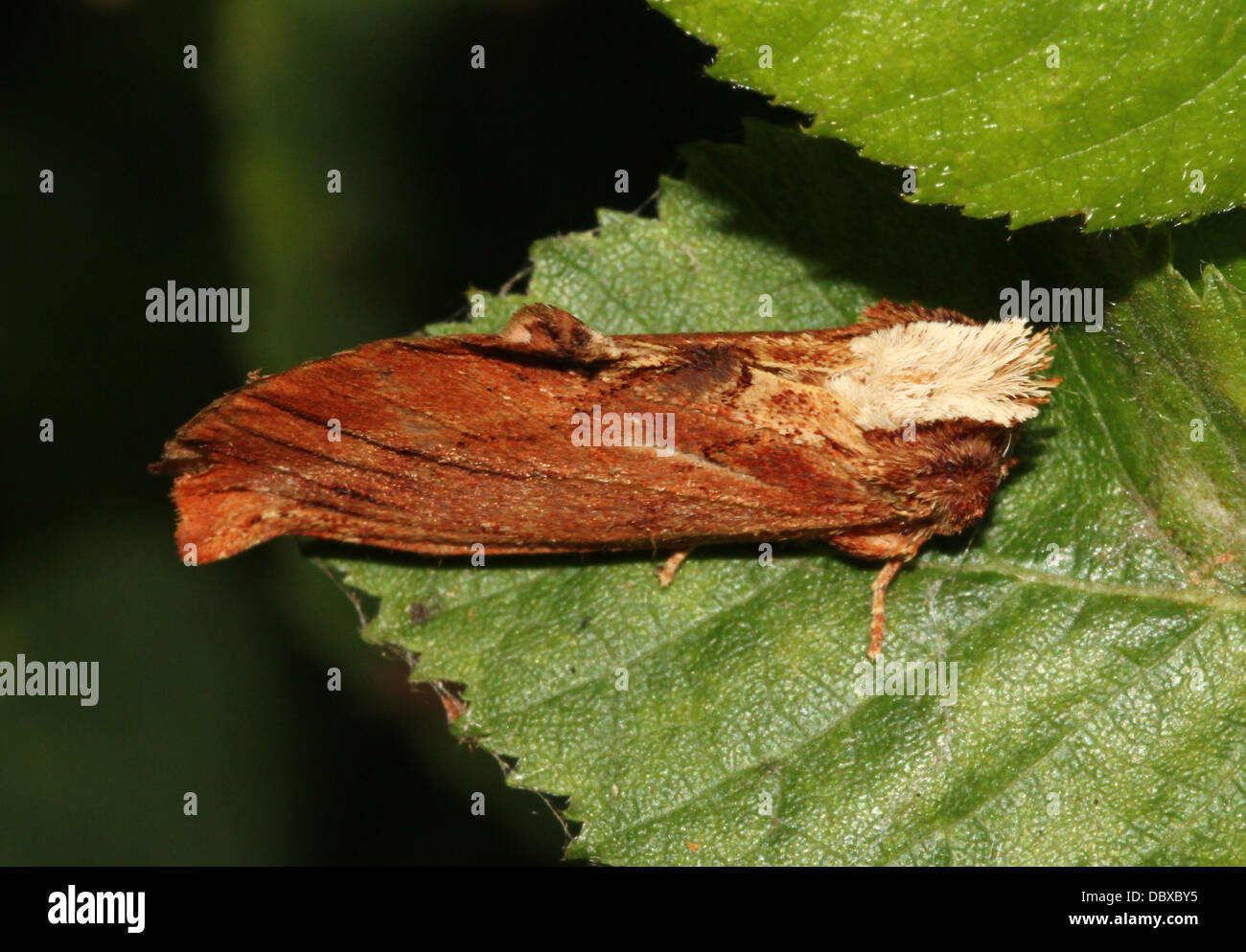 Coxcomb Prominent moth (Ptilodon capucina) posing on a leaf (9 close ...