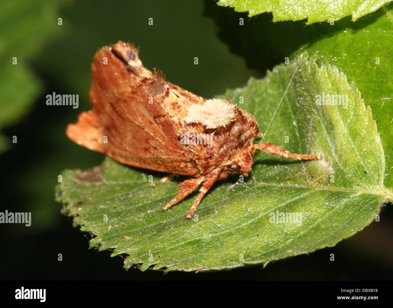 Coxcomb Prominent moth (Ptilodon capucina) posing on a leaf (9 close ...