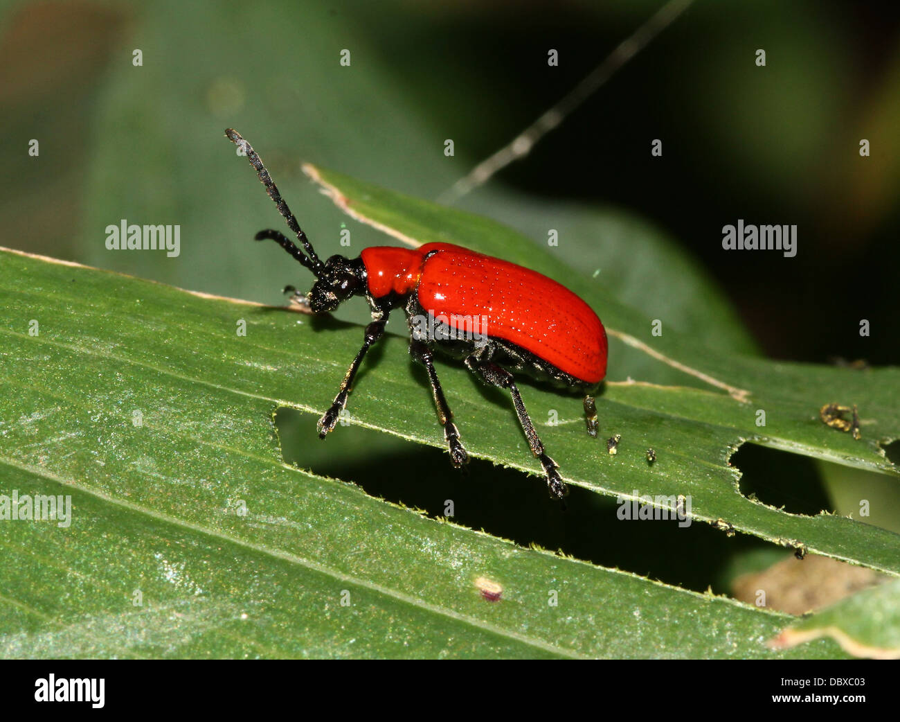 Scarlet lily beetle or red lily leaf beetle ( Lilioceris lilii Stock ...