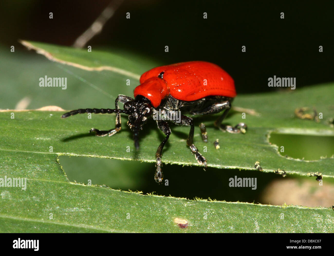 Scarlet lily beetle or red lily leaf beetle ( Lilioceris lilii Stock ...