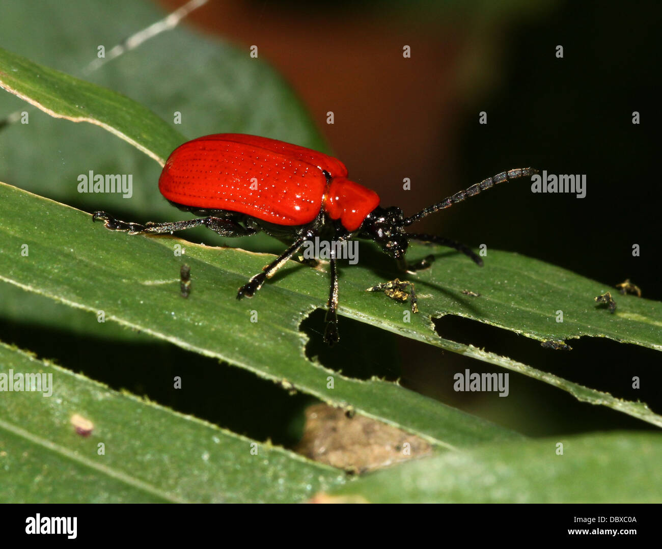 Scarlet lily beetle or red lily leaf beetle ( Lilioceris lilii Stock ...