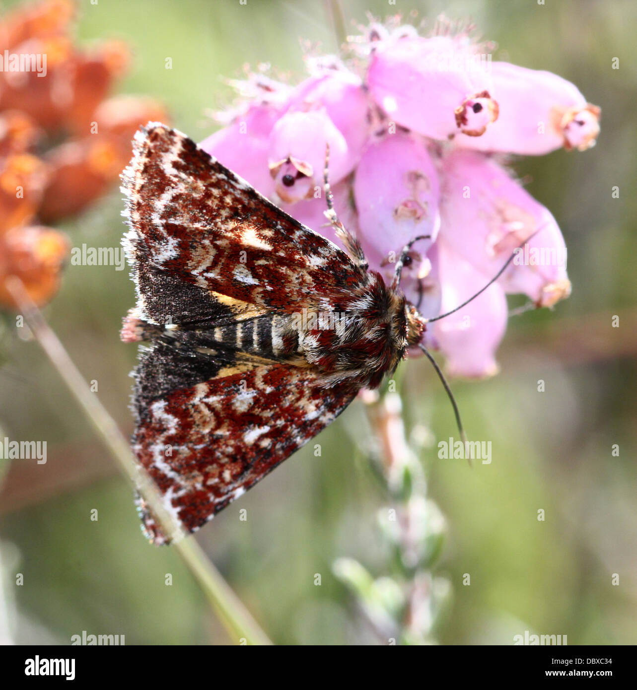 Noctuelle de la myrtille hi-res stock photography and images - Alamy