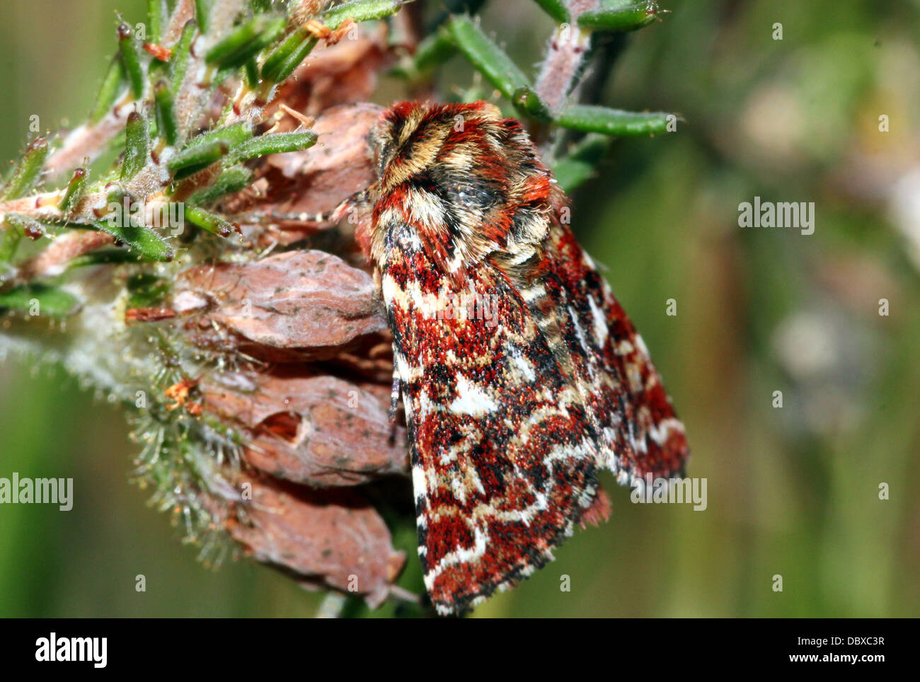 Beautiful Yellow Underwing Moth (Anarta myrtilli) posing & foraging on ...