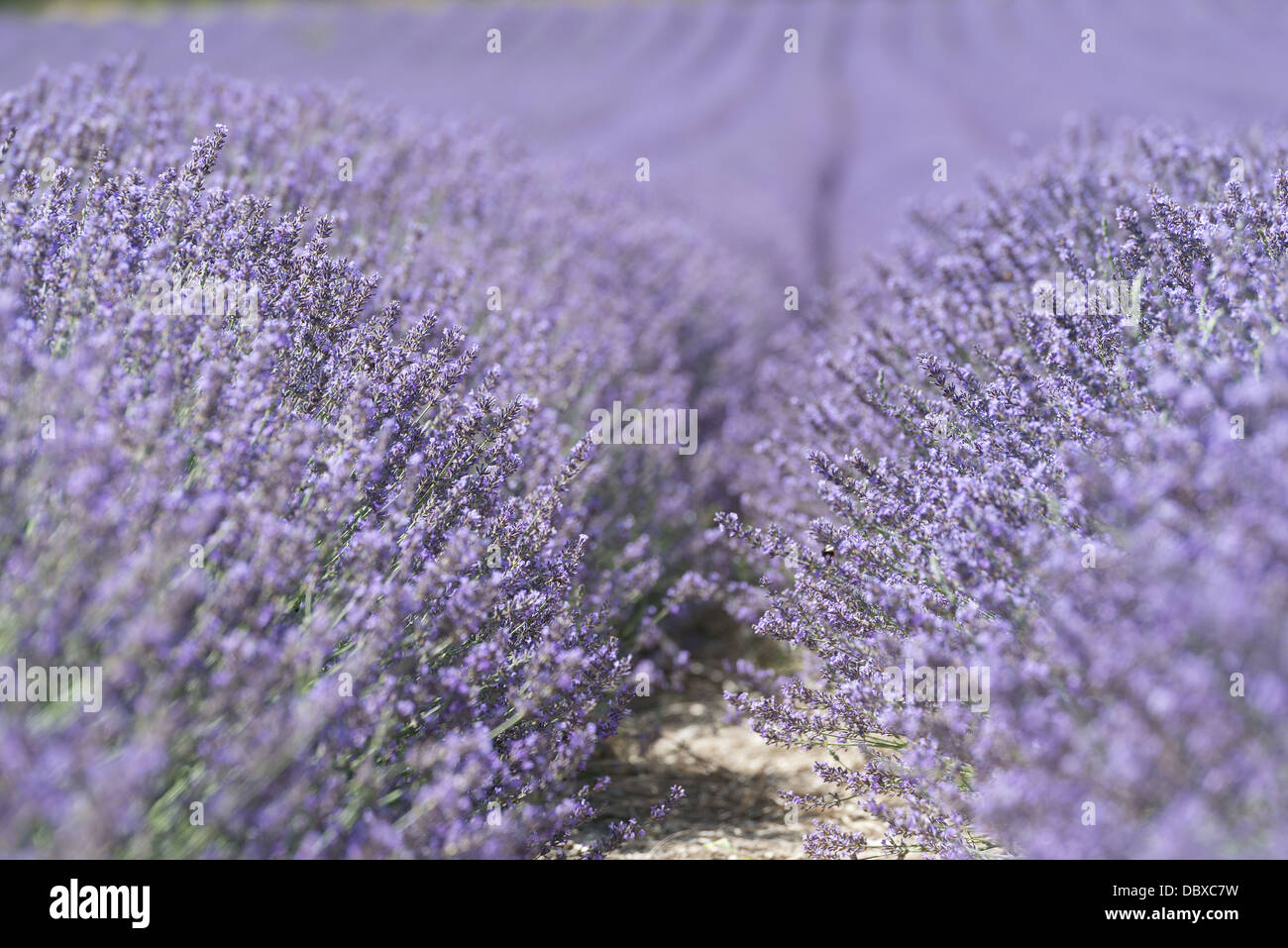 lavender field of flowers and landscape on sunny extremely windy and ...