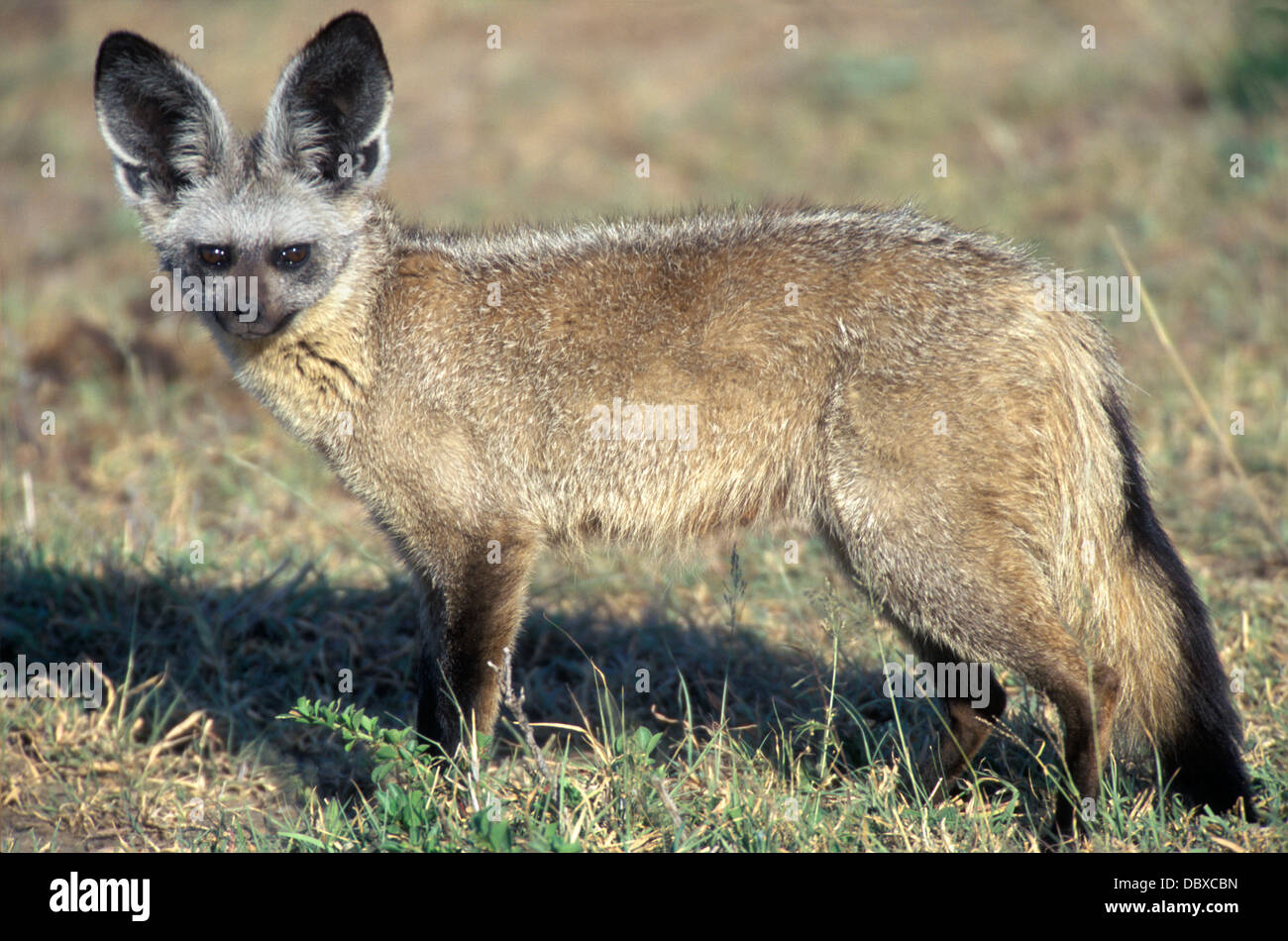 BAT-EARED FOX STANDING IN PLAINS KENYA AFRICA Stock Photo - Alamy