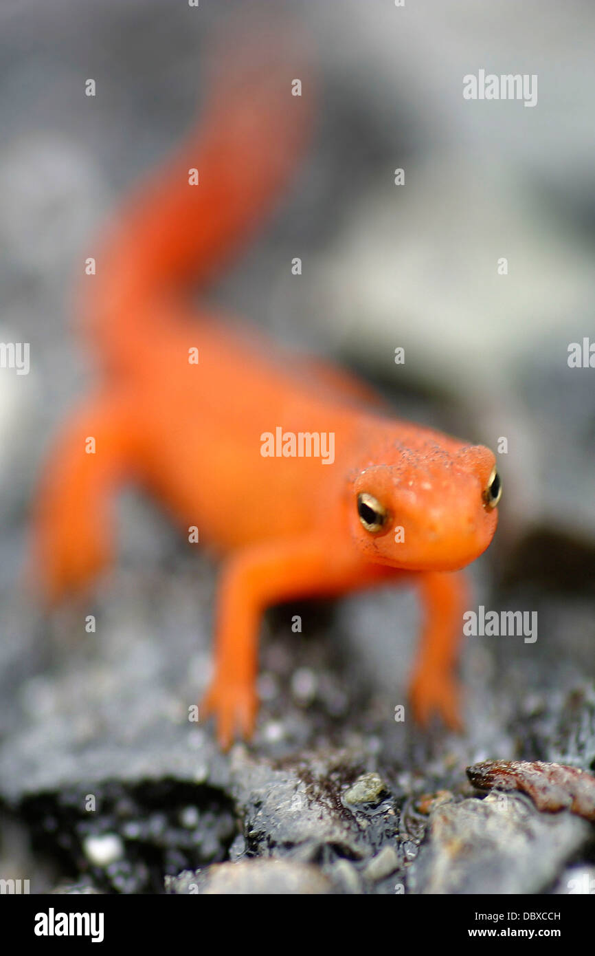 ACADIA NATIONAL PARK MAINE SALAMANDER Stock Photo - Alamy