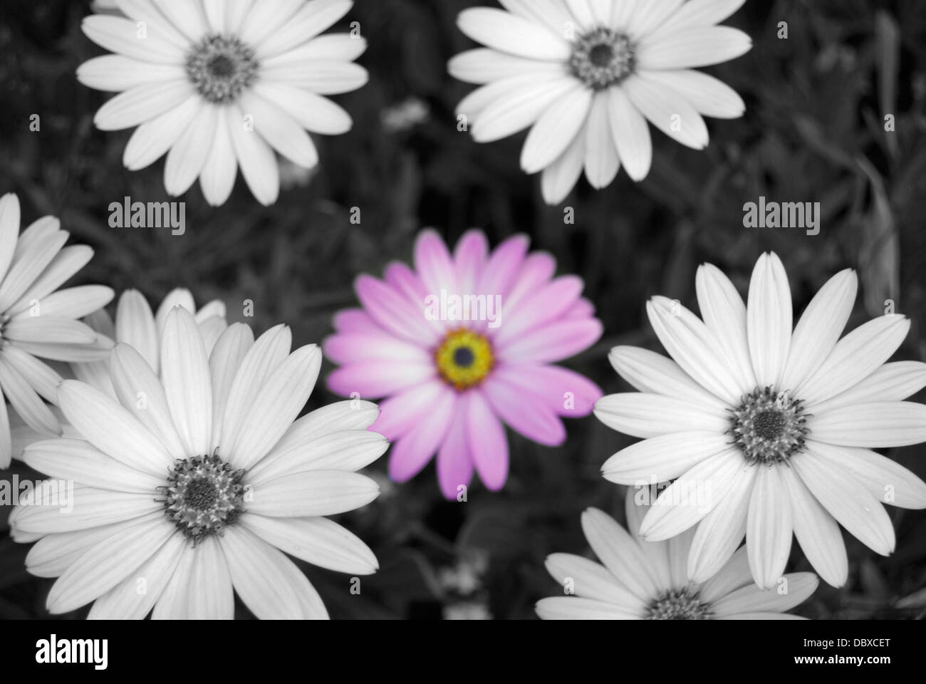 Purple flowers growing together Stock Photo - Alamy