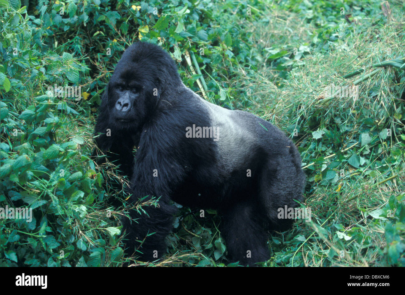 Back of silverback hi-res stock photography and images - Alamy