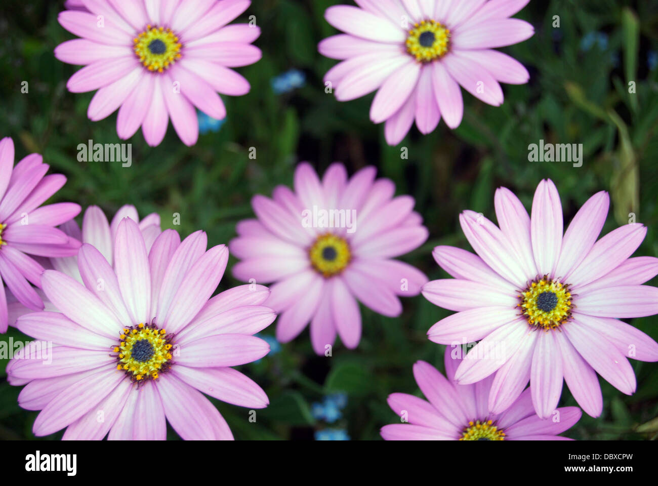 Purple flowers growing together Stock Photo - Alamy