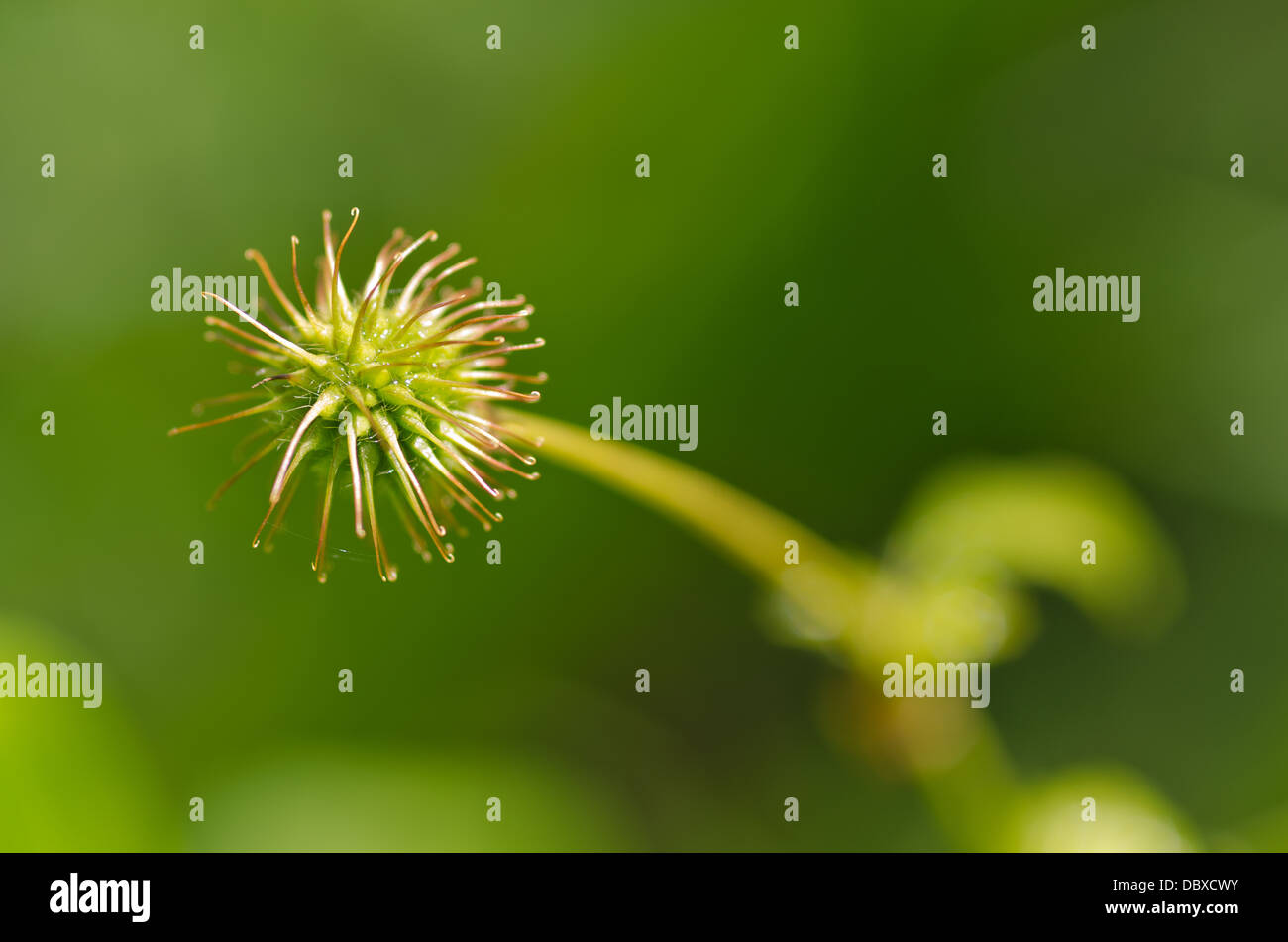 Single seedhead common weed Herb Bennet whose hook tipped burrs like ...