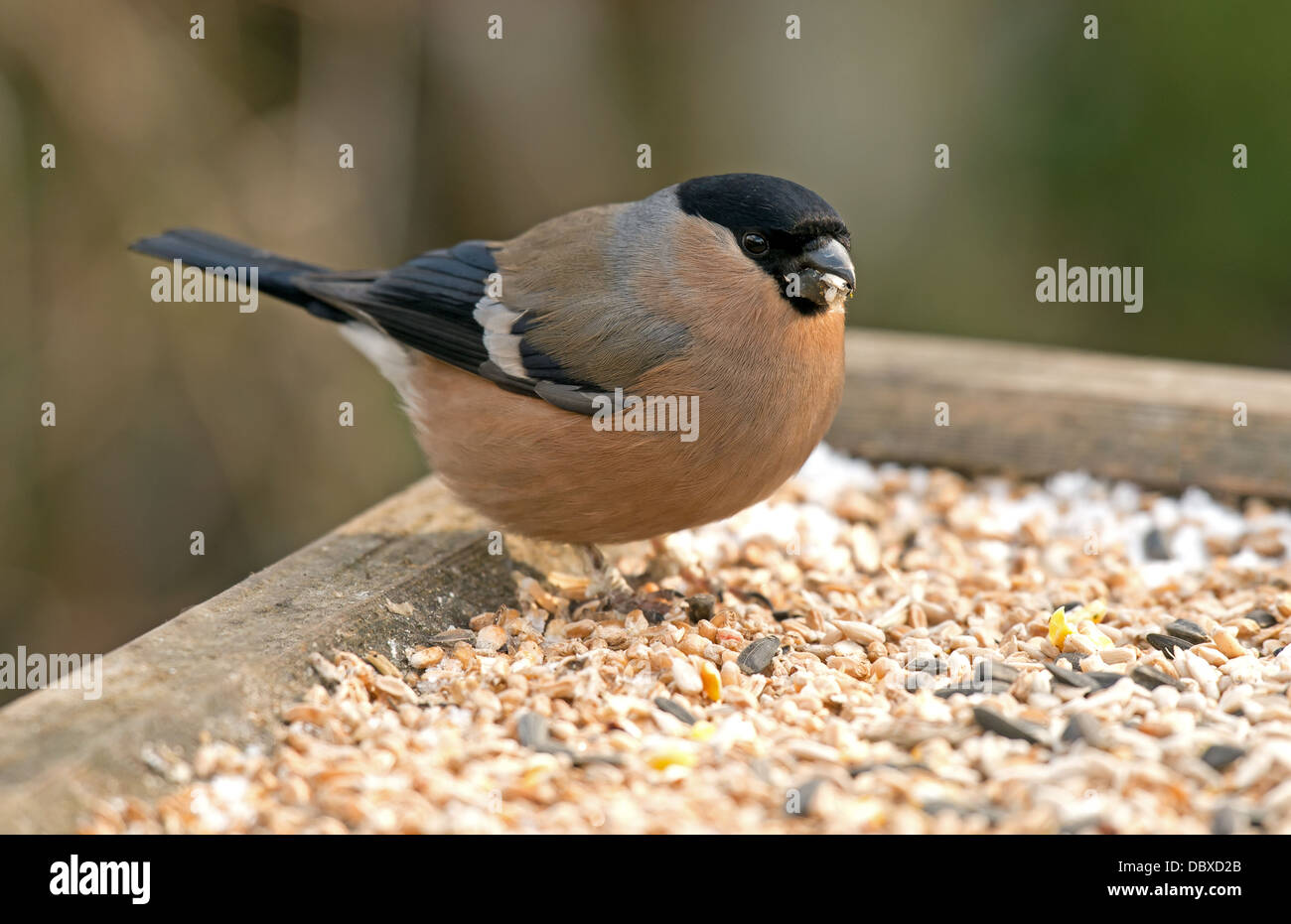 Bullfinch Female High Resolution Stock Photography and Images - Alamy
