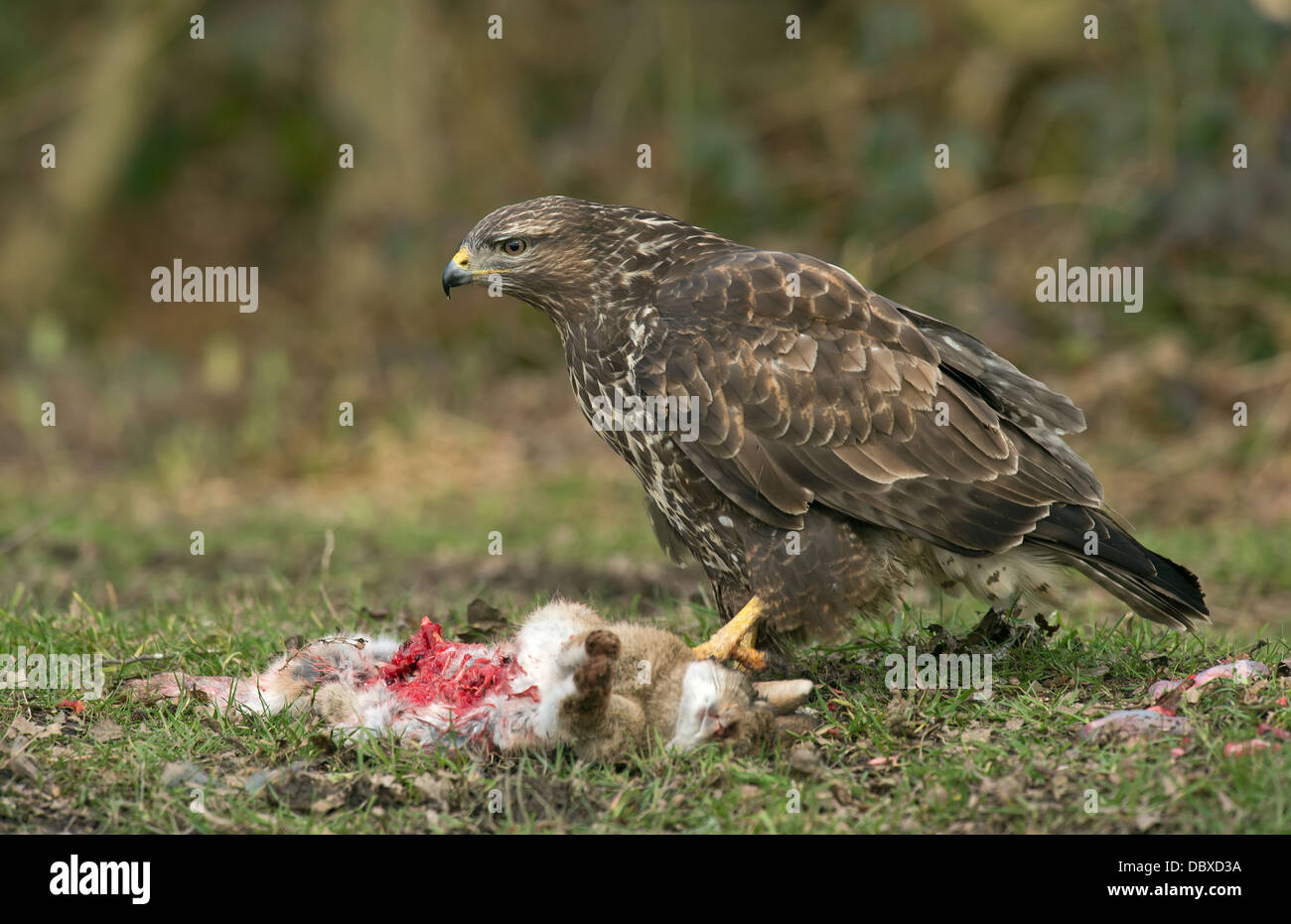 Common Buzzard eating rabbit Stock Photo - Alamy