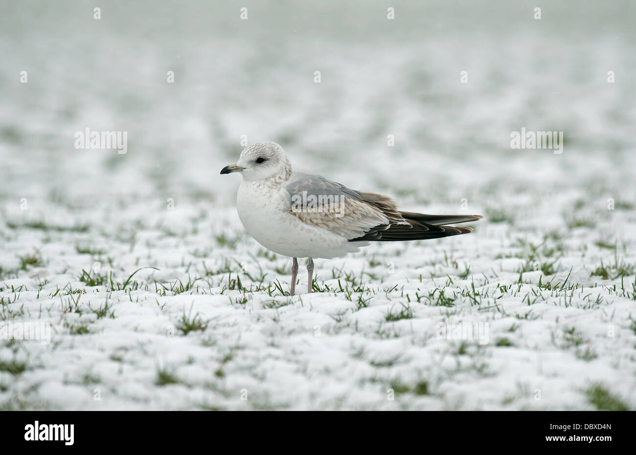 1st winter plumage hi-res stock photography and images - Alamy