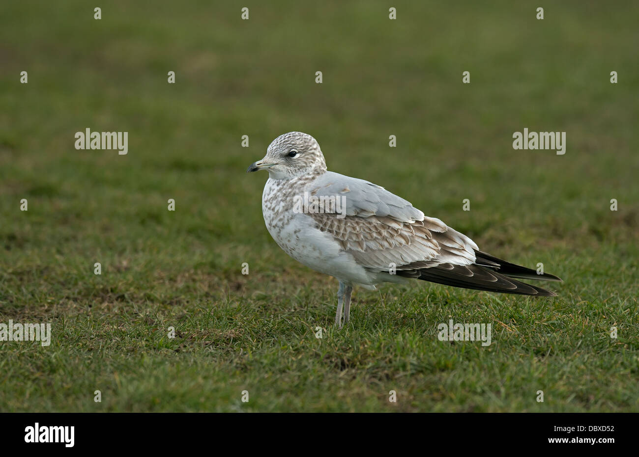 1st winter plumage hi-res stock photography and images - Alamy