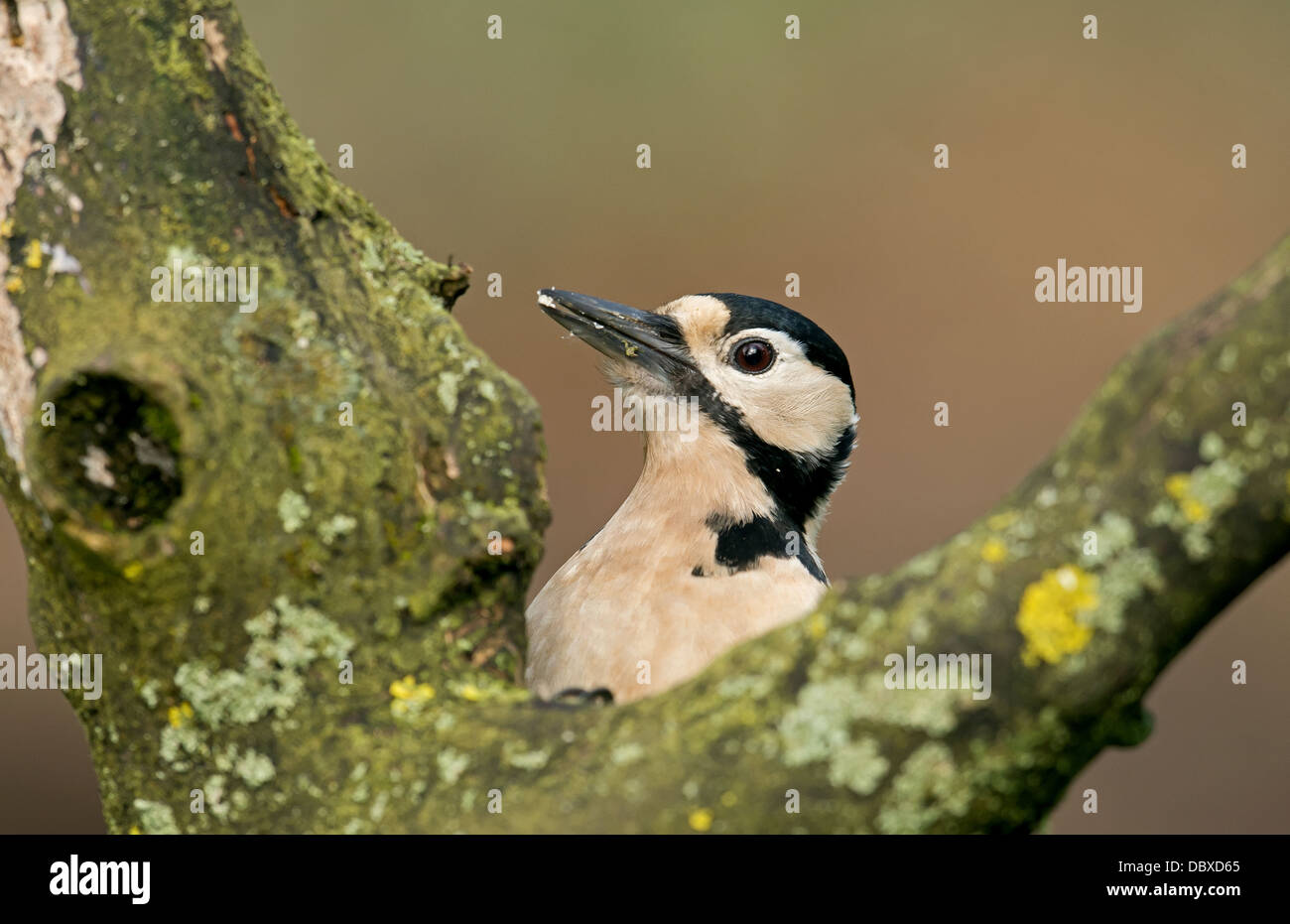 Woodpecker close by hi-res stock photography and images - Alamy