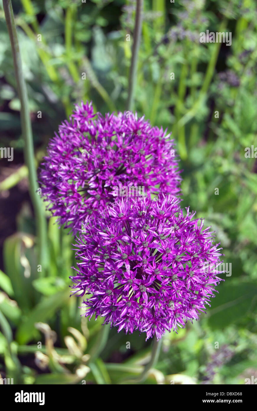Two purple alliums growing in a garden Stock Photo - Alamy
