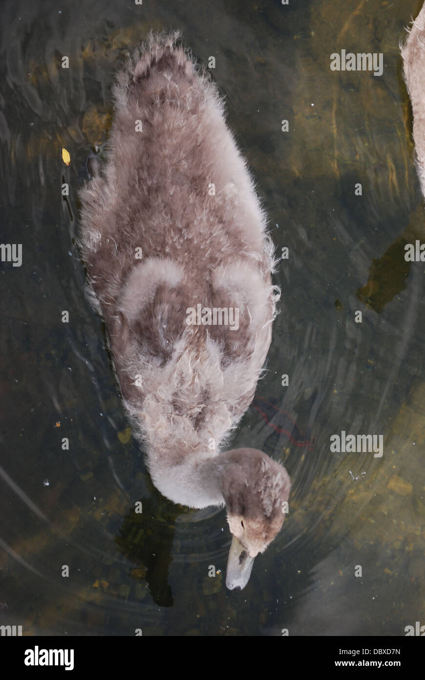 Cygnet on sunny day hi-res stock photography and images - Alamy