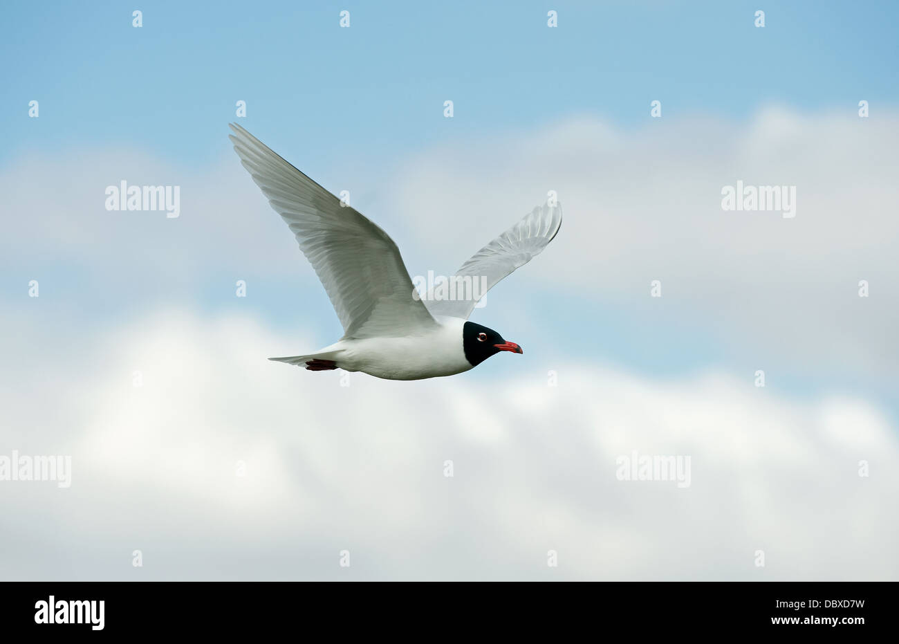 Mediterranean Gull adult summer in flight Stock Photo - Alamy